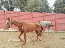 NDBV begin vervolging teen SANDF vir dieremishandeling - Die Nuus